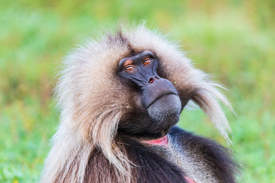 Gelada Baboon Attack