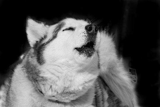 Husky Howl Images – Browse 2,771 Stock Photos, Vectors, and Video ...