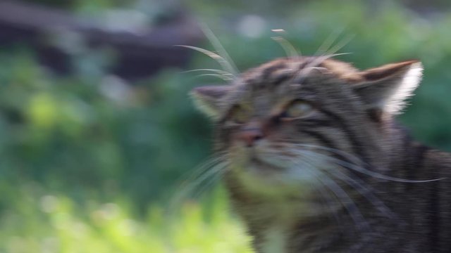Wildcat Video Footage – Browse 5,926 HD Stock Video and Footage | Adobe ...