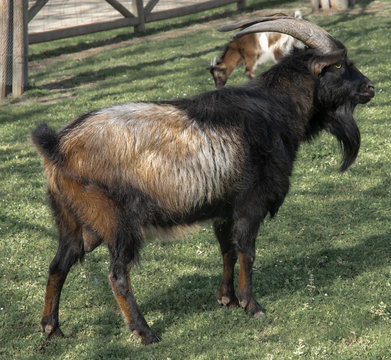 Bearded Goat
