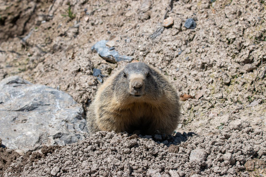 Pierriers Bilder – Durchsuchen 951 Archivfotos, Vektorgrafiken und ...