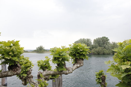 Reihn Images – Browse 76 Stock Photos, Vectors, and Video | Adobe Stock