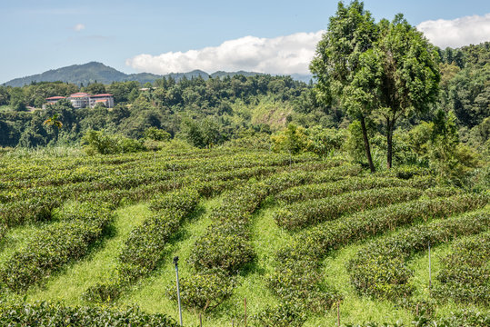 รูปภาพYuchi – เลือกดูภาพถ่ายสต็อก เวกเตอร์ และวิดีโอ658 | Adobe Stock