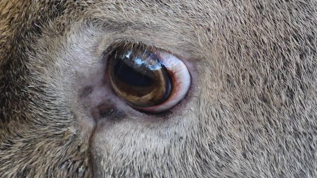 "Deer Eye" Images – Browse 790 Stock Photos, Vectors, and Video | Adobe ...