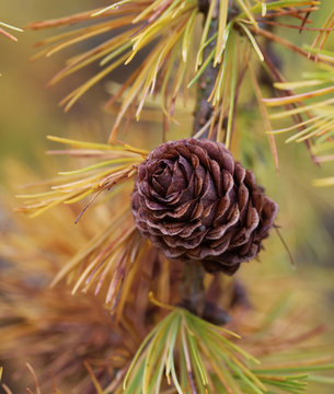 Microstrobilus Images – Browse 208 Stock Photos, Vectors, and Video ...