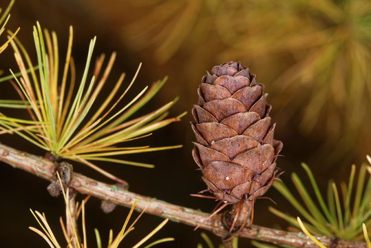Microstrobilus bilder – Bläddra bland 208 stockfoton, vektorer och ...