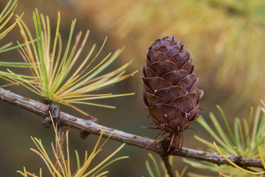 Microstrobilus Bilder – Durchsuchen 208 Archivfotos, Vektorgrafiken und ...