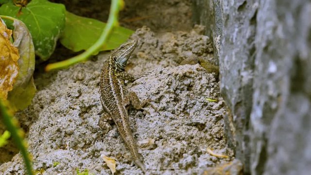 "Cave Lizard" 影像 – 瀏覽 47 個素材庫相片、向量圖和影片 | Adobe Stock