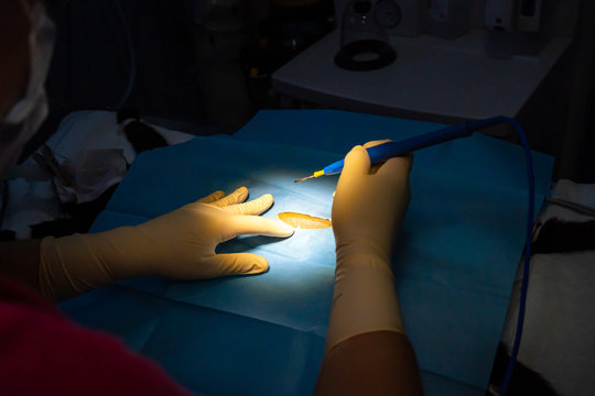 รูปภาพGonadectomy – เลือกดูภาพถ่ายสต็อก เวกเตอร์ และวิดีโอ4,772 | Adobe ...