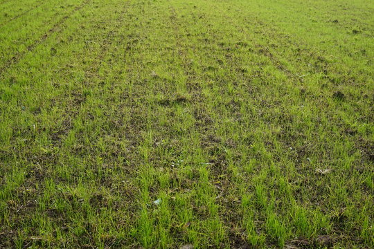 Brache Bilder – Durchsuchen 45,260 Archivfotos, Vektorgrafiken und ...