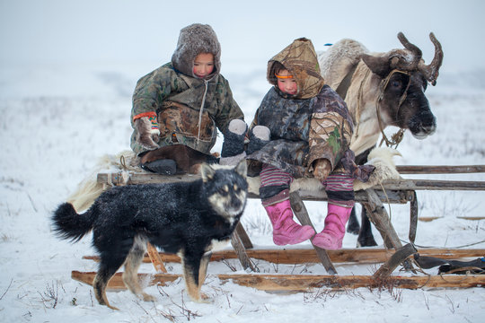 Obrázky Yamal – procházejte fotografie, vektory a videa 4,529 | Adobe Stock