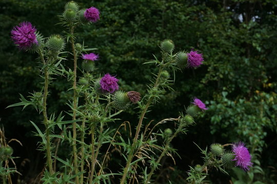 Diestel bilder – Bläddra bland 840 stockfoton, vektorer och videor ...