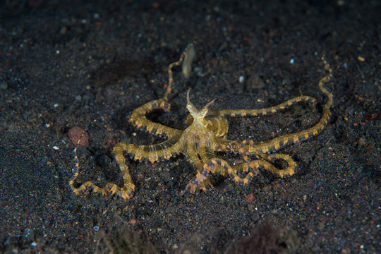 「Wunderpus」の写真素材 | 178件の無料イラスト画像 | Adobe Stock