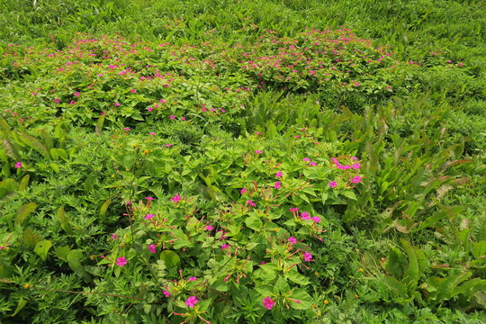 オシロイバナ Images – Browse 381 Stock Photos, Vectors, and Video | Adobe Stock