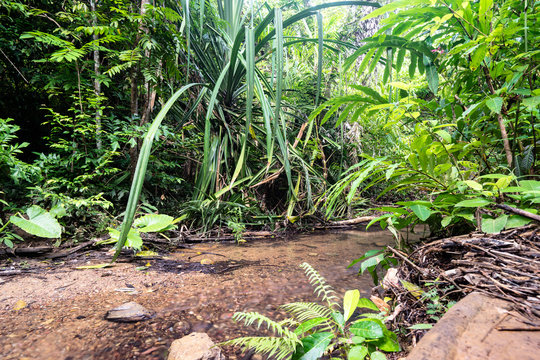 รูปภาพTropenwald – เลือกดูภาพถ่ายสต็อก เวกเตอร์ และวิดีโอ1,105 | Adobe ...