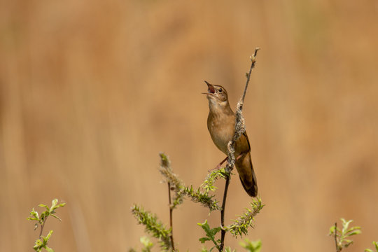 "Savi's Warbler" Images – Browse 220 Stock Photos, Vectors, and Video ...