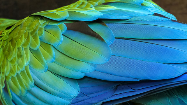Parrot Feathers Close Up