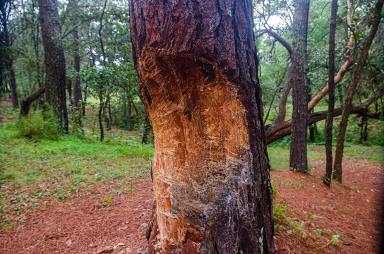 Ocote Images – Browse 68 Stock Photos, Vectors, and Video | Adobe Stock