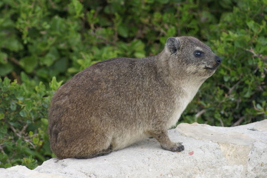 Marmotini bilder – Bläddra bland 20,557 stockfoton, vektorer och videor ...