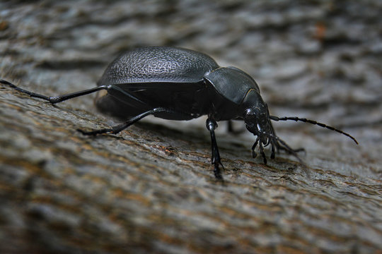 「Biegacz」の画像 - 295 件の Stock 写真、ベクターおよびビデオ | Adobe Stock