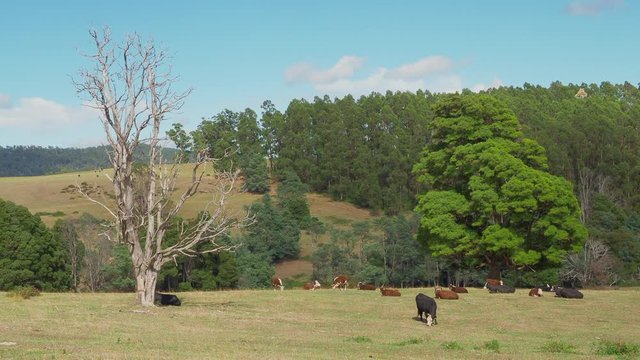 Tasmania Farm Images – Browse 3,859 Stock Photos, Vectors, and Video ...