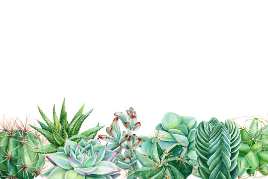 Succulent Leaf Clip Art