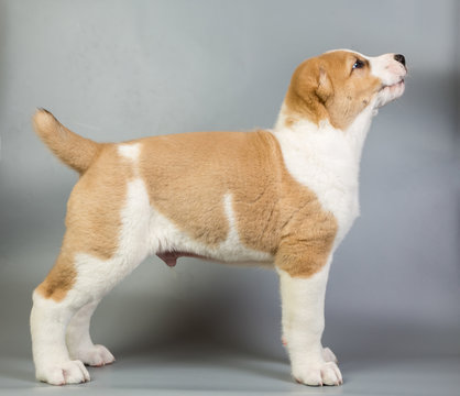 Aziat Bilder – Durchsuchen 916 Archivfotos, Vektorgrafiken und Videos ...