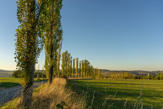 Pappelallee Bilder – Durchsuchen 942 Archivfotos, Vektorgrafiken und ...