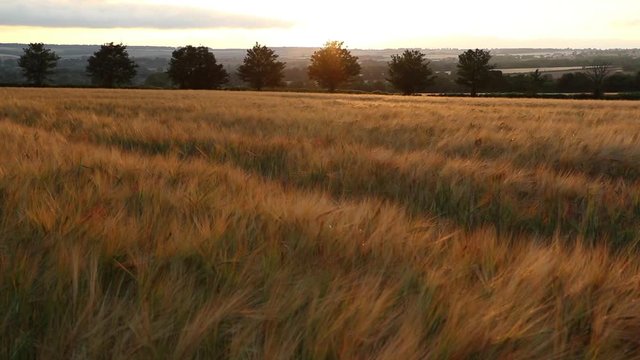 "Barley Field" Images – Browse 3,524 Stock Photos, Vectors, and Video ...
