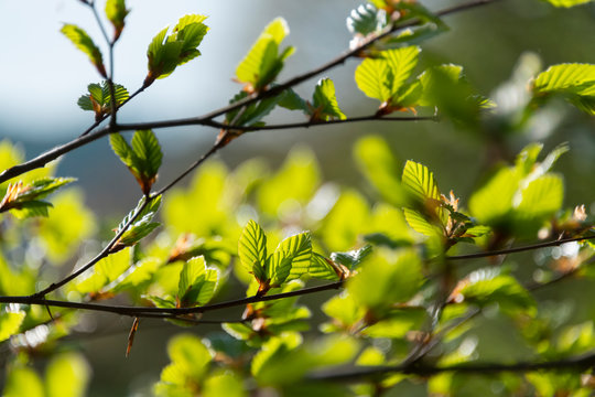Bourgeonner Images – Parcourir 74,487 le catalogue de photos, vecteurs ...