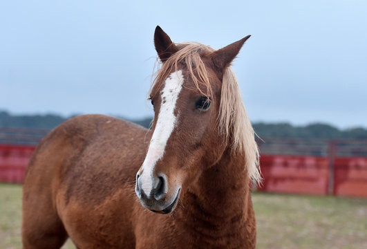 Imágenes de Potrillo: descubre bancos de fotos, ilustraciones, vectores ...