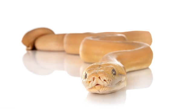 "Python Reticulatus" Images – Browse 1,780 Stock Photos, Vectors, and ...