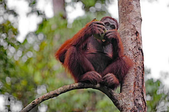 รูปภาพMenschenaffe – เลือกดูภาพถ่ายสต็อก เวกเตอร์ และวิดีโอ2,275 ...