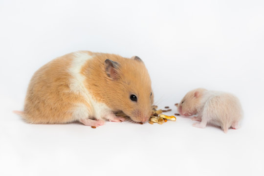 Hamsterbacken Bilder – Durchsuchen 1,649 Archivfotos, Vektorgrafiken ...
