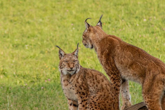 Wildcat Images – Browse 82,896 Stock Photos, Vectors, and Video | Adobe ...