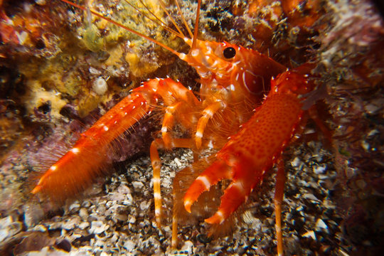 Red Lobster Underwater