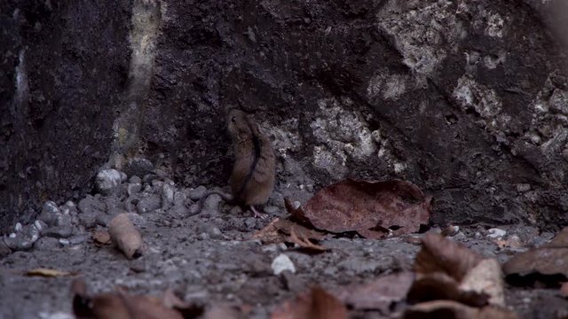 Field Mouse Tracks
