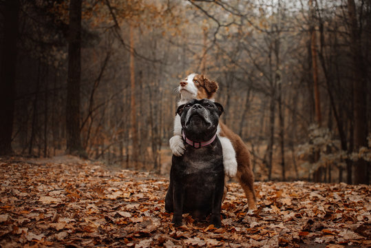 Two Old Dogs Images – Browse 9,930 Stock Photos, Vectors, and Video ...