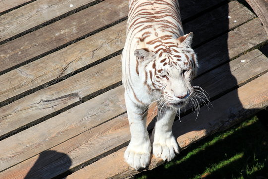 Utklipp Av Bengal Tiger Close Up Face Shot Captive Royal Bengal