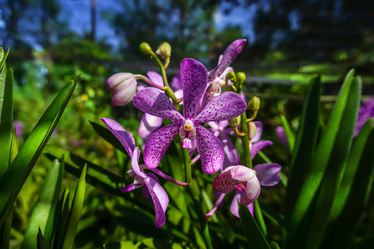 รูปภาพMokara – เลือกดูภาพถ่ายสต็อก เวกเตอร์ และวิดีโอ558 | Adobe Stock