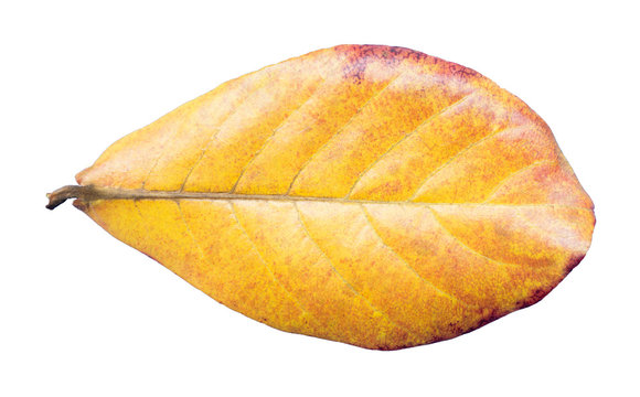 Country-Almond Images – Browse 1,465 Stock Photos, Vectors, and Video ...