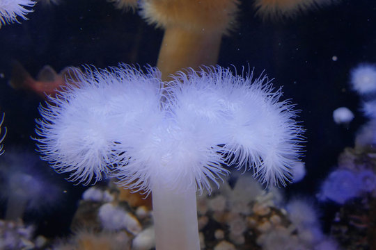 42 BEST Metridium IMAGES, STOCK PHOTOS & VECTORS | Adobe Stock