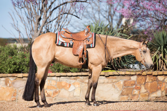 รูปภาพBuckskin – เลือกดูภาพถ่ายสต็อก เวกเตอร์ และวิดีโอ9,023 | Adobe Stock