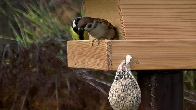 Feldspatzen bilder – Bläddra bland 353 stockfoton, vektorer och videor ...