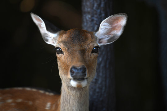 32,345 BESTE Rehaugen BILDER, STOCK-FOTOS & -VEKTORGRAFIKEN | Adobe Stock