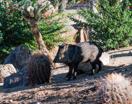 Javelina Bilder – Durchsuchen 874 Archivfotos, Vektorgrafiken und Videos | Adobe Stock