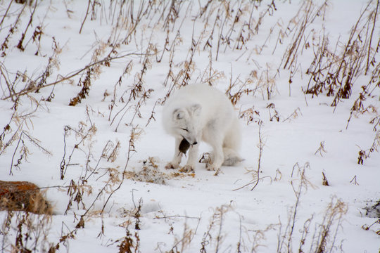 Arctic Fox Jumping