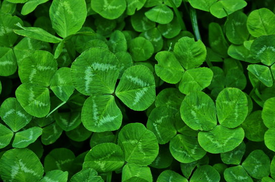 Clover-Leaf Bilder – Durchsuchen 91 Archivfotos, Vektorgrafiken und ...