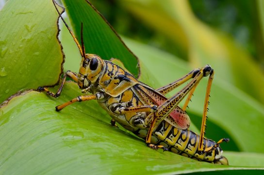 รูปภาพChapulines – เลือกดูภาพถ่ายสต็อก เวกเตอร์ และวิดีโอ521 | Adobe Stock