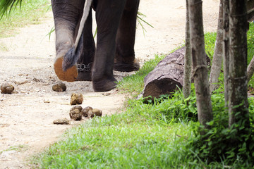 Elephant Poop photos, royalty-free images, graphics, vectors & videos ...